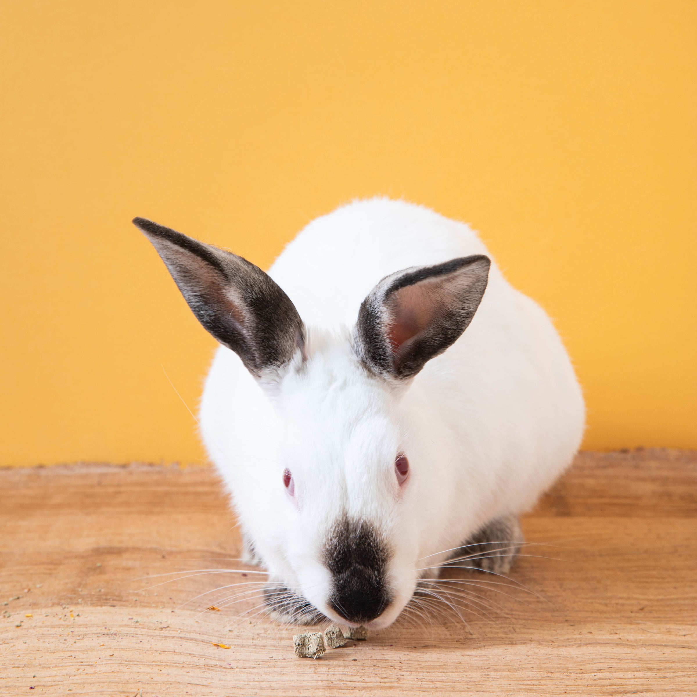House Rabbit Society